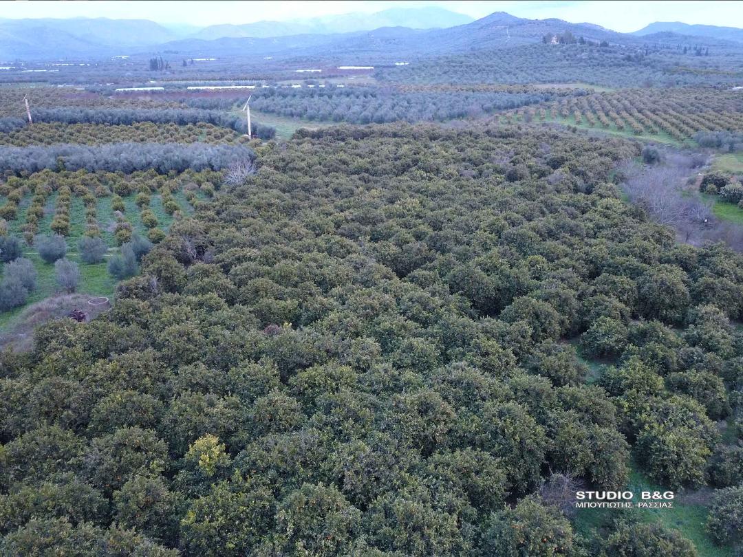Αργολίδα: Μεγάλες ζημιές στα εσπεριδοειδή και στα κηπευτικά από τον ...