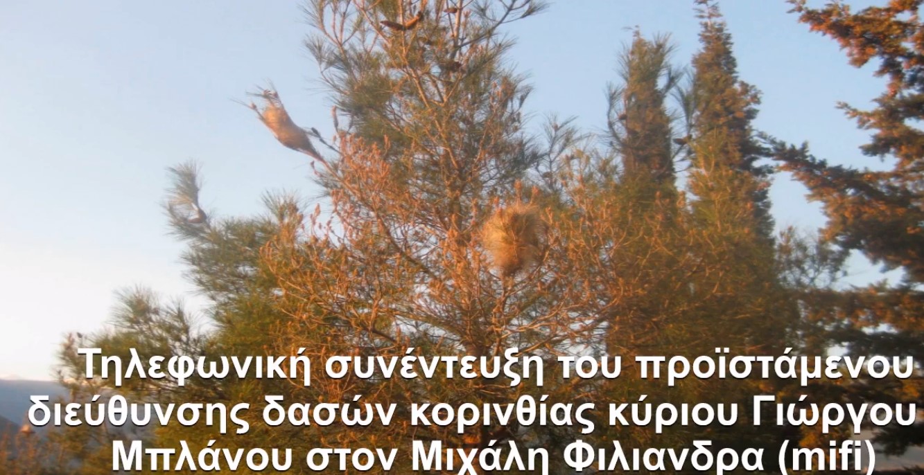 Ο Δασάρχης Κορινθίας για το φαινόμενο της πευκοκάμπιας στα δάση των ...
