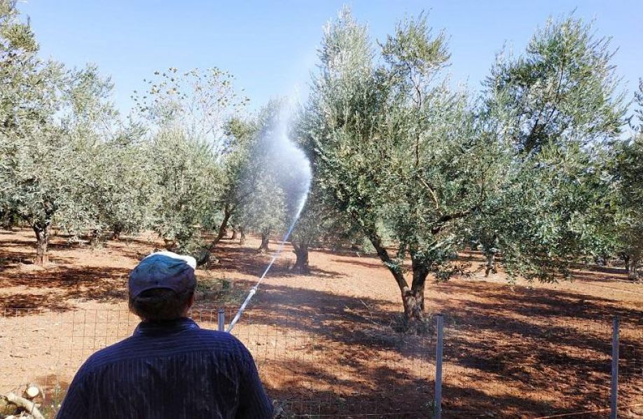 Πελοπόννησος: Πότε μπορούν να ξεκινήσουν οι ψεκασμοί για τον δάκο ...