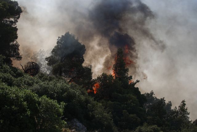 Επαναδιοργάνωση και επαναστελέχωση των αποδιοργανωμένων Δασικών ...