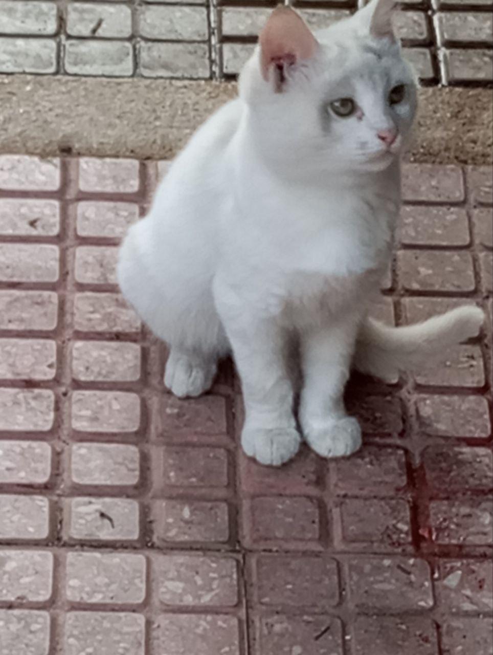 Ποιος ενδιαφέρεται για ένα άστεγο γατάκι;; » loutrakiblog