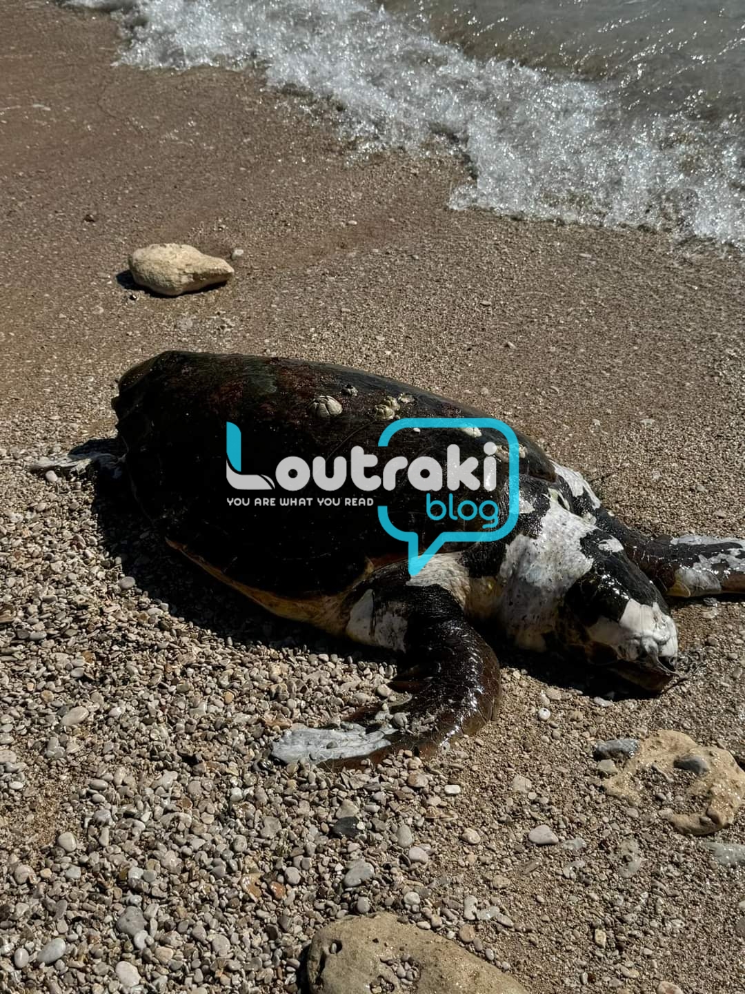 ΛΟΥΤΡΑΚΙ: Νεκρή θαλάσσια χελώνα στα Μικρά Στραβά. (ΦΩΤΟ) » loutrakiblog