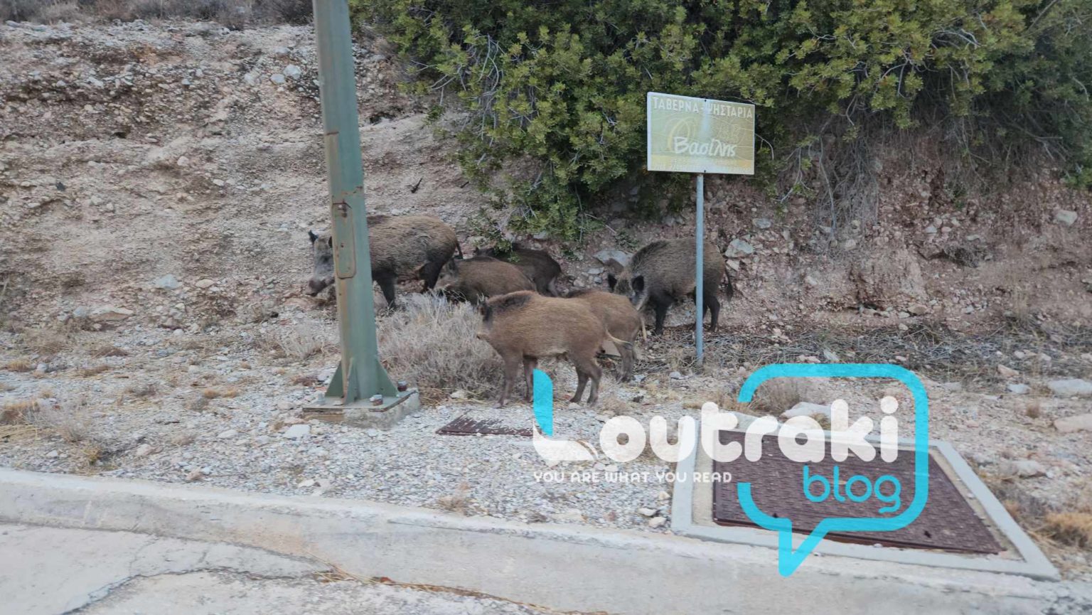 ΛΟΥΤΡΑΚΙ: Mόνιμοι «επισκέπτες» πλέον τα αγριογούρουνα. Επιτέθηκαν σε ...