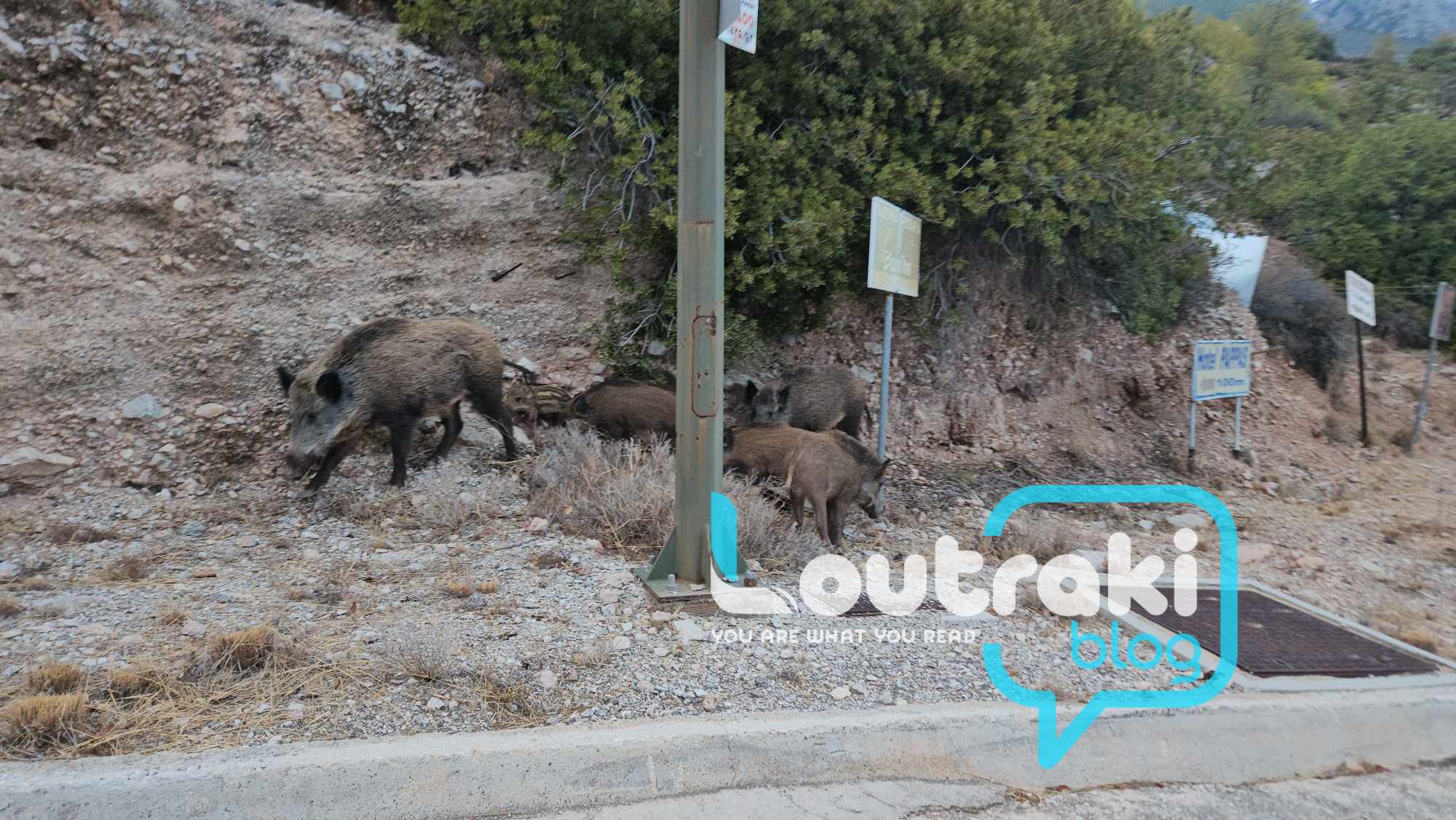 ΛΟΥΤΡΑΚΙ: Οδηγίες προφύλαξης από αγριόχοιρους. Aναλαμβάνουν οι κυνηγοί ...