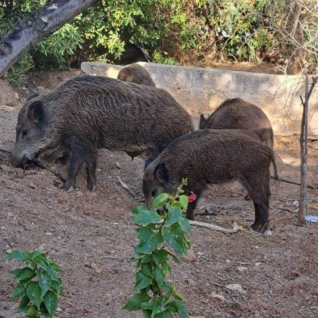 ΛΟΥΤΡΑΚΙ: Oι φίλοι μας τα αγριογούρουνα (ΒΙΝΤΕΟ) » loutrakiblog