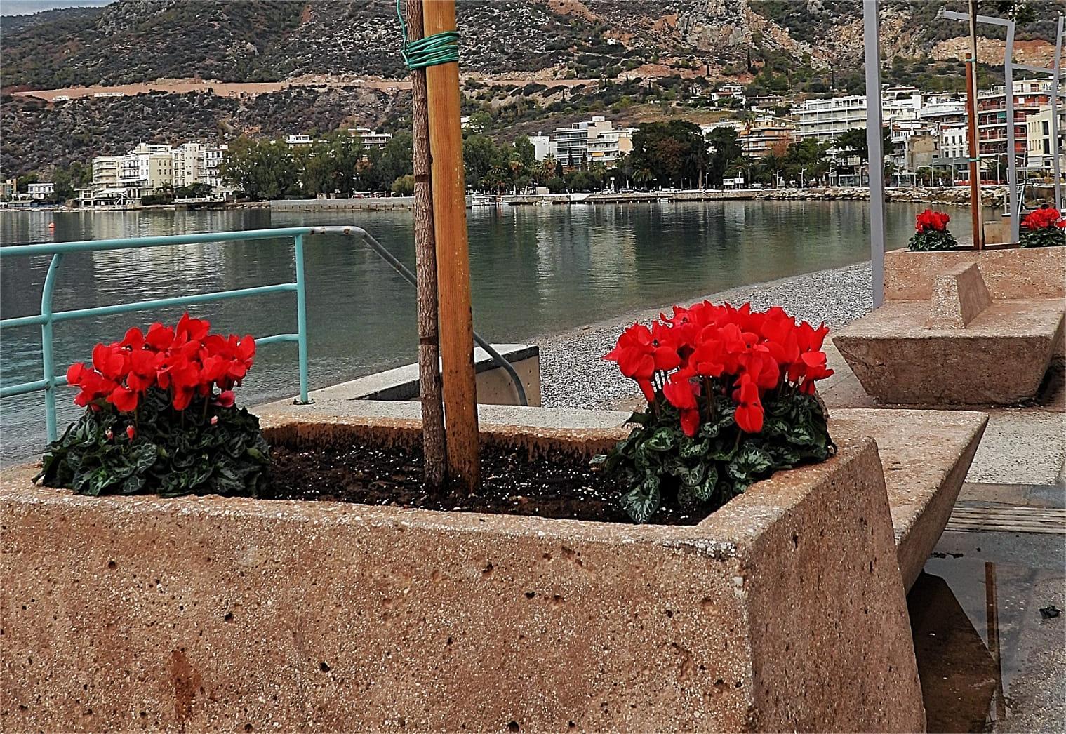 ΛΟΥΤΡΑΚΙ: Φύτεψαν κυκλάμινα στην παραλία (ΦΩΤΟ) » loutrakiblog